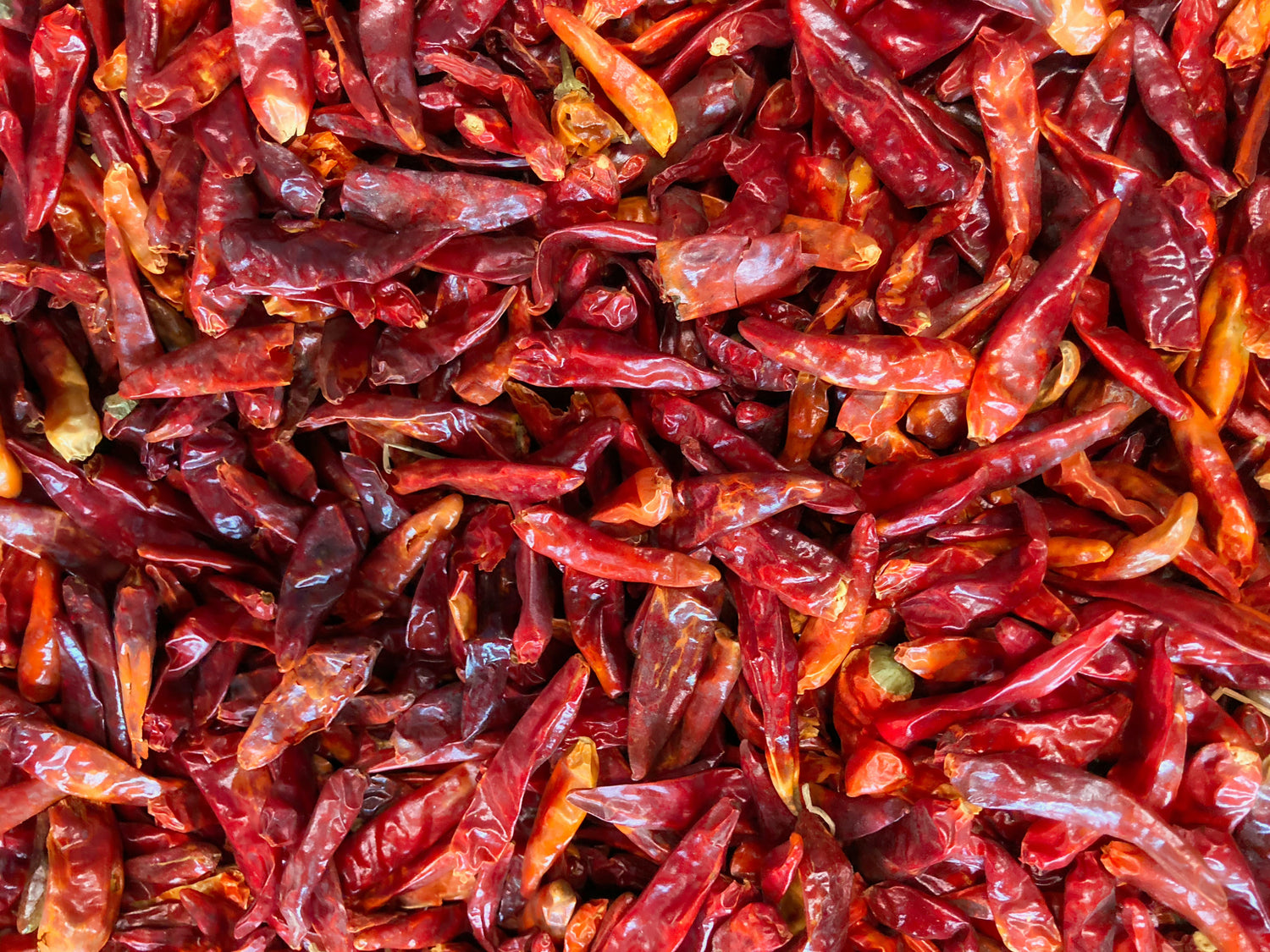 Mexican Peppers – Sandia Seed Company