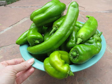 New Mexico Chile Seeds – Sandia Seed Company