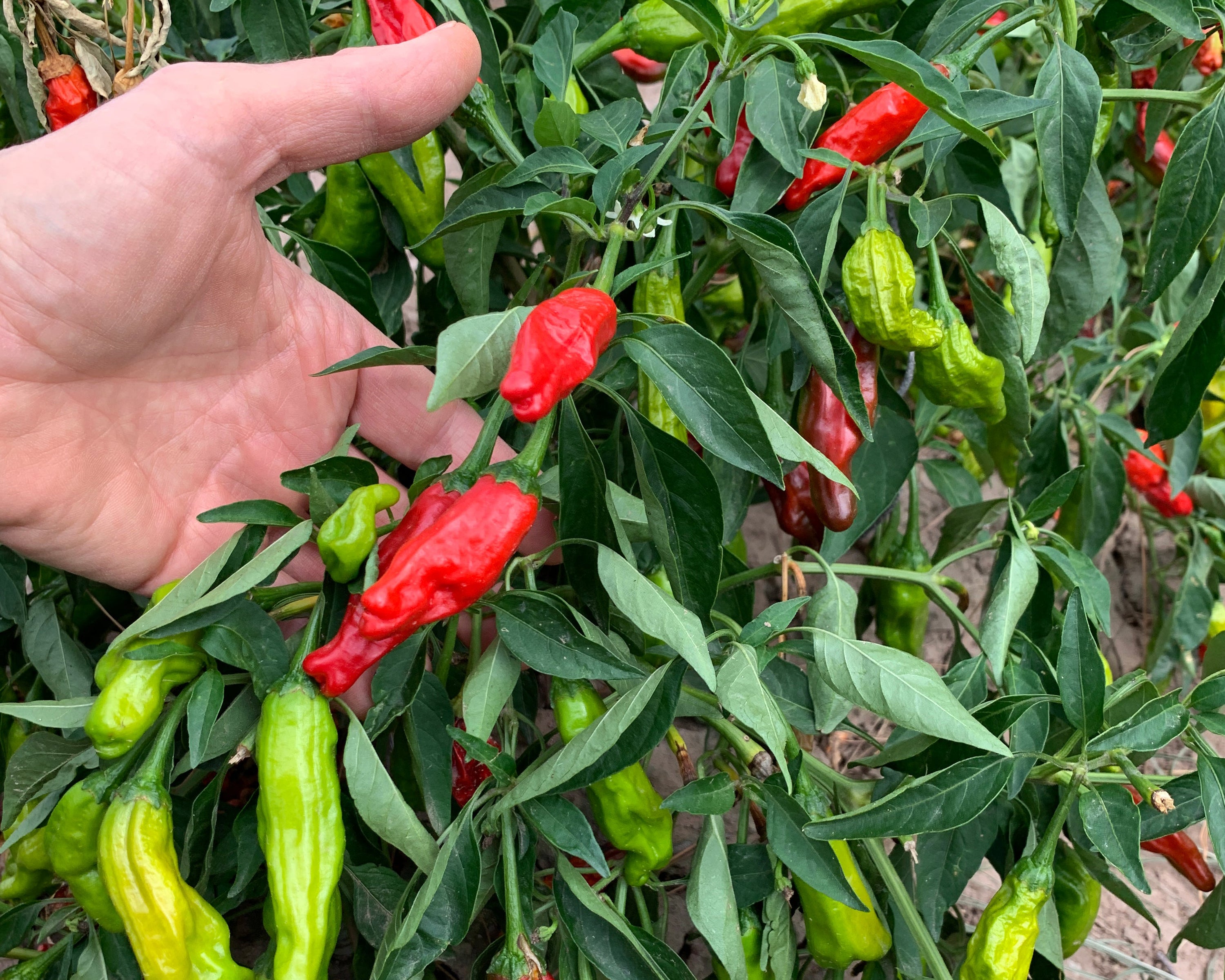 Container Size for Peppers – Sandia Seed Company