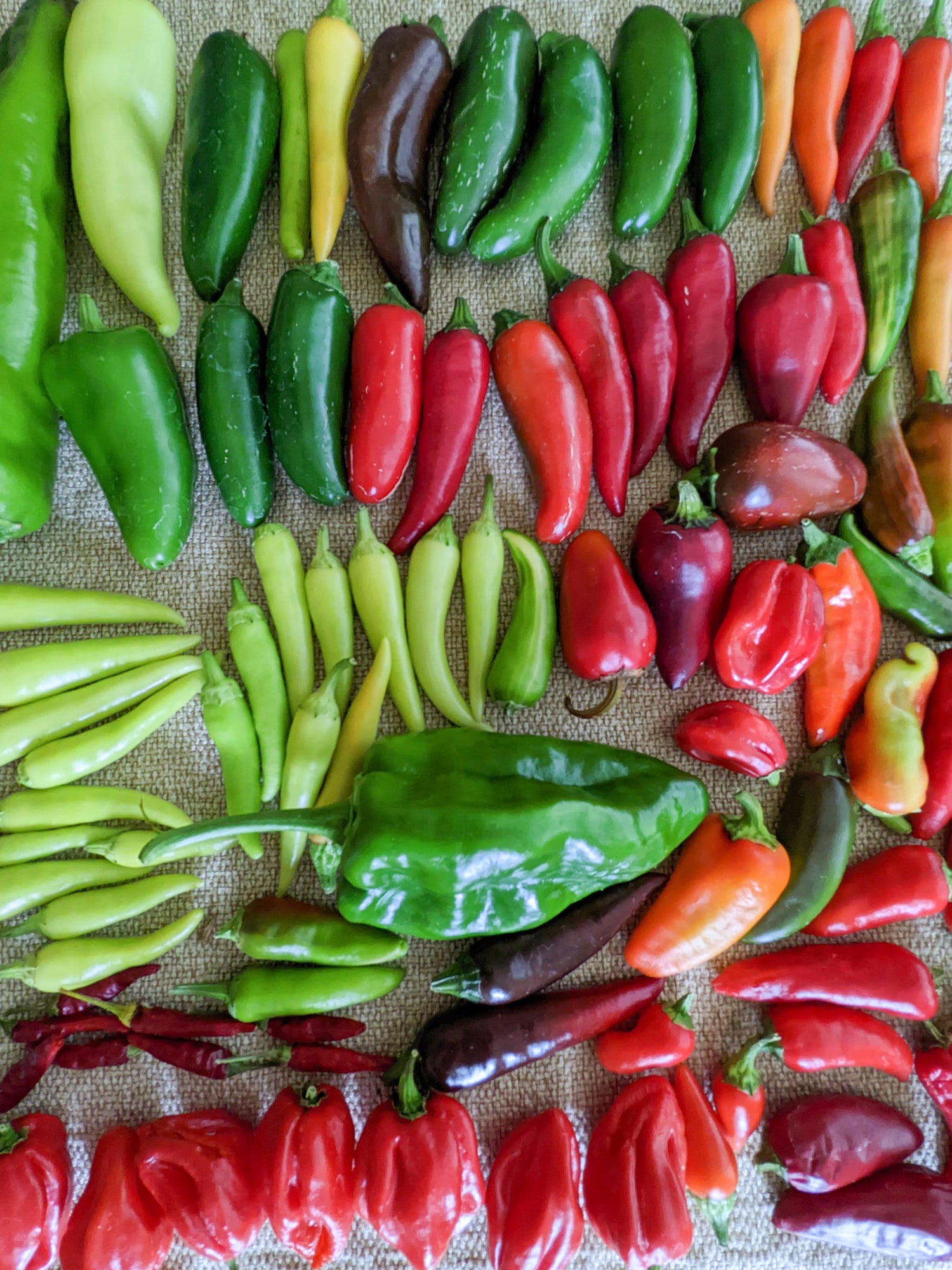 Chile Seeds – Sandia Seed Company