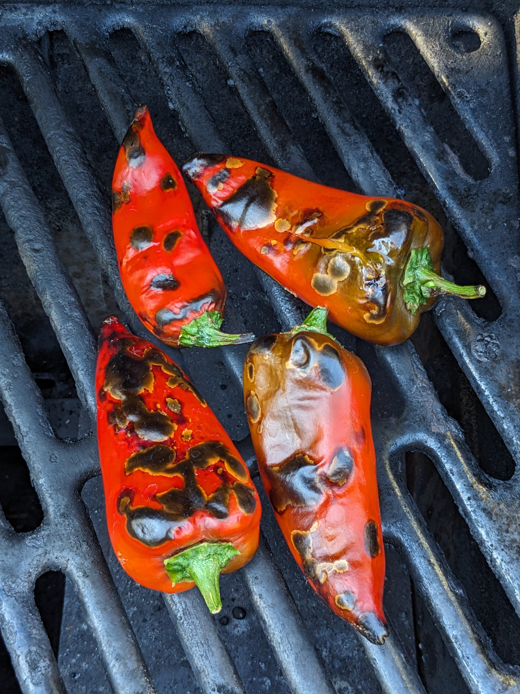 Specialty Pepper Seeds - Grow Your Own Hot & Sweet Peppers | Vibrant ...