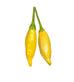 Aji Limo, Aji Limon Lemon Drop Pepper Seeds – Sandia Seed Company