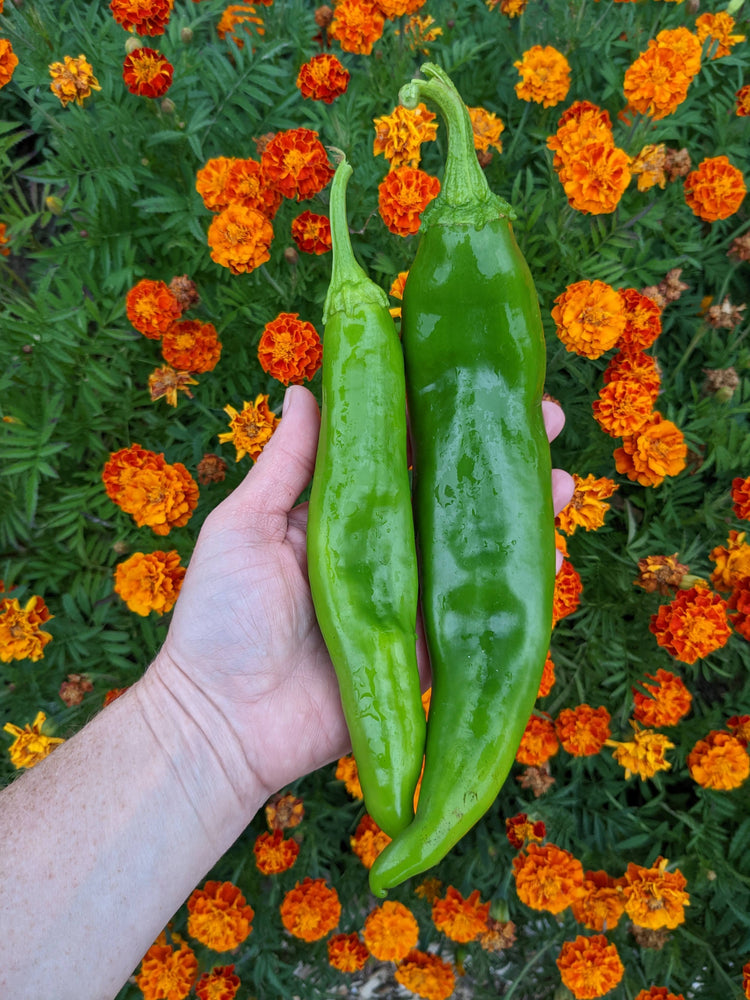 Hatch Chile Seeds – Sandia Seed Company