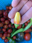 Cascabella Pepper Seeds – Sandia Seed Company