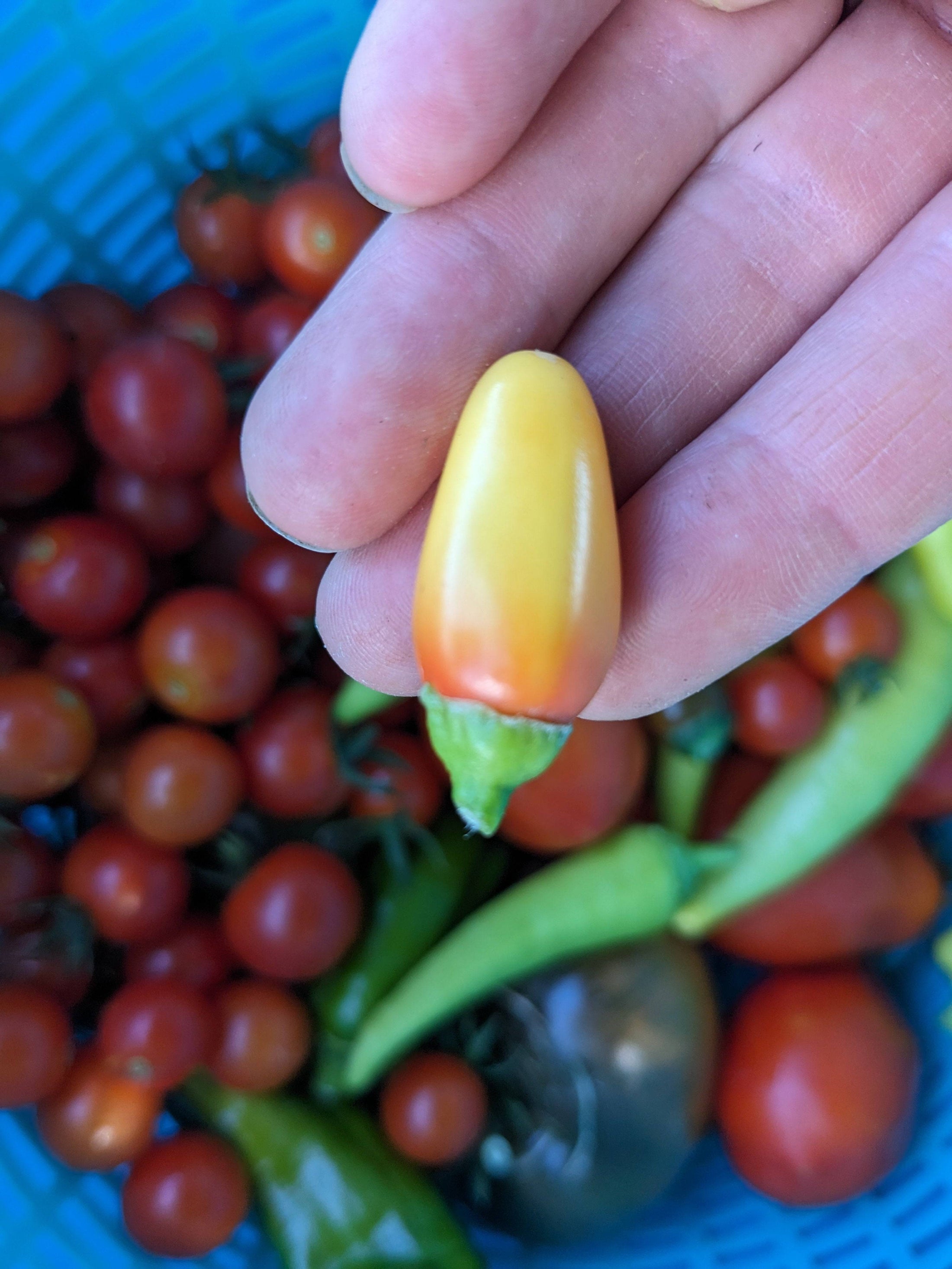 Cascabella Pepper Seeds - Flavorful Peppers with Medium Heat – Sandia ...