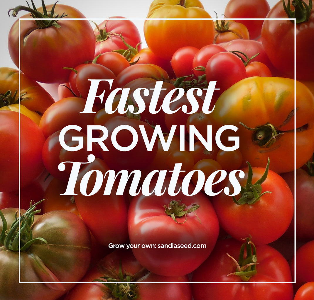 Heirloom Tomato Seeds, Tomatoes, Non-GMO, Untreated, Organic Seed ...