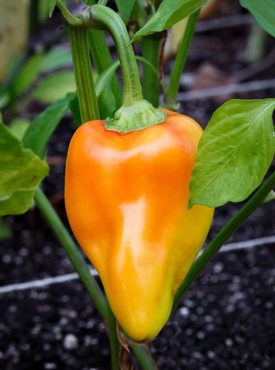 Gypsy Sweet Pepper Seeds - Great Flavor and Productive – Sandia Seed ...