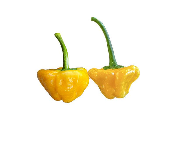 Jamaican Hot Yellow Pepper Seeds - Heirloom & Spicy | GMO-Free – Sandia ...