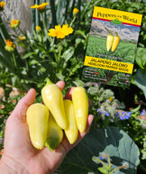 Jalapeño Jaloro Pepper Seeds - Disease Resistant and Medium Heat ...