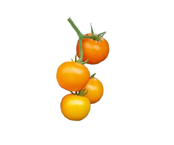 Mini Orange Tomato Seeds - Delicious Heirloom Tomatoes - Citrusy ...