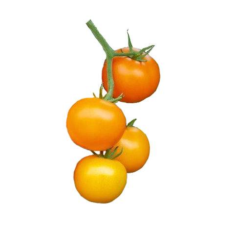 Mini Orange Tomato Seeds – Sandia Seed Company