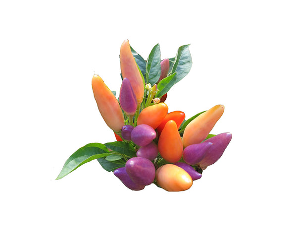 Easter Ornamental NuMex Pepper Seeds - Colorful Spicy – Sandia Seed Company