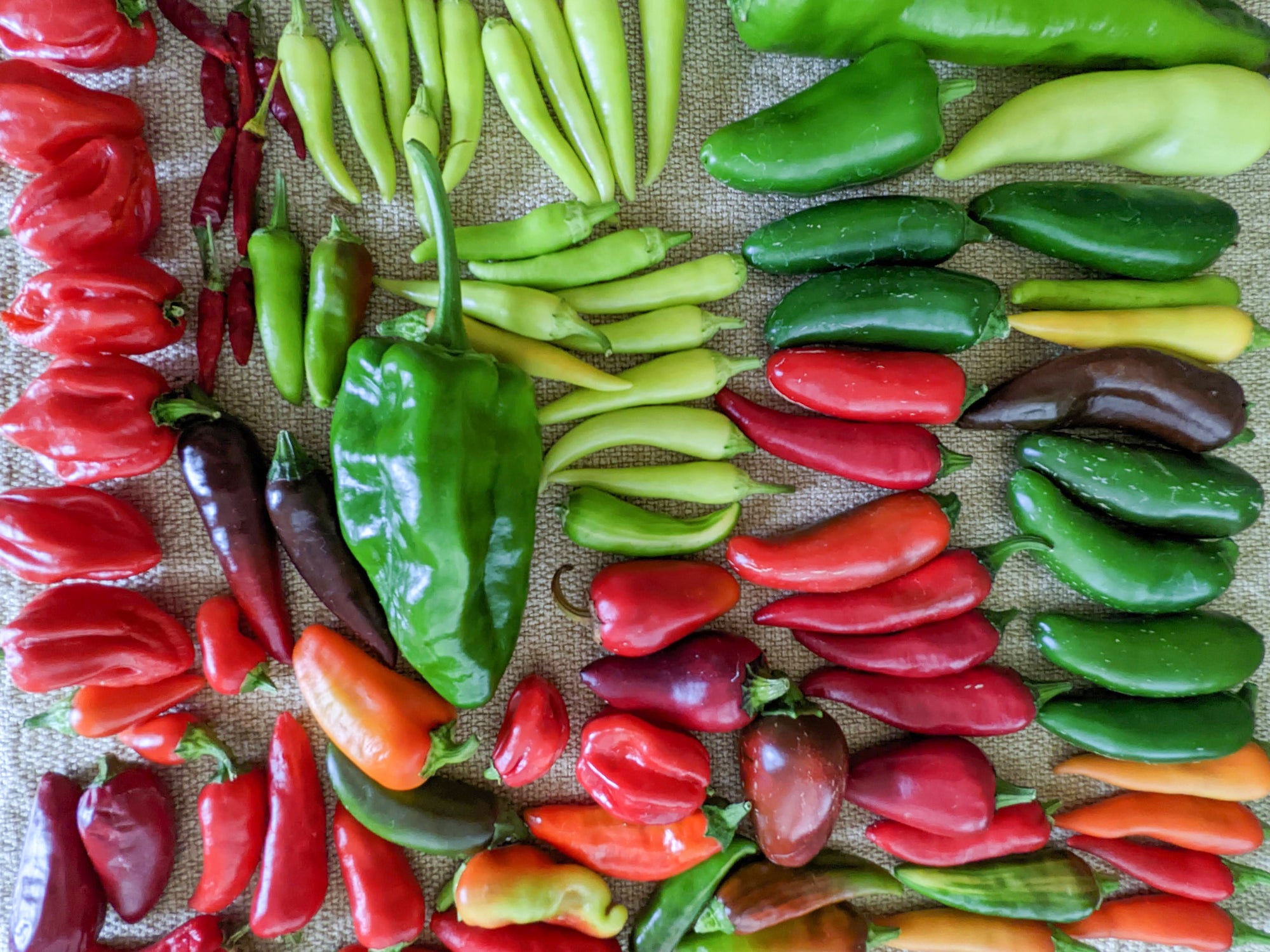 Hot Pepper Seeds | Hatch Chile Seeds | Sandia Seed Company