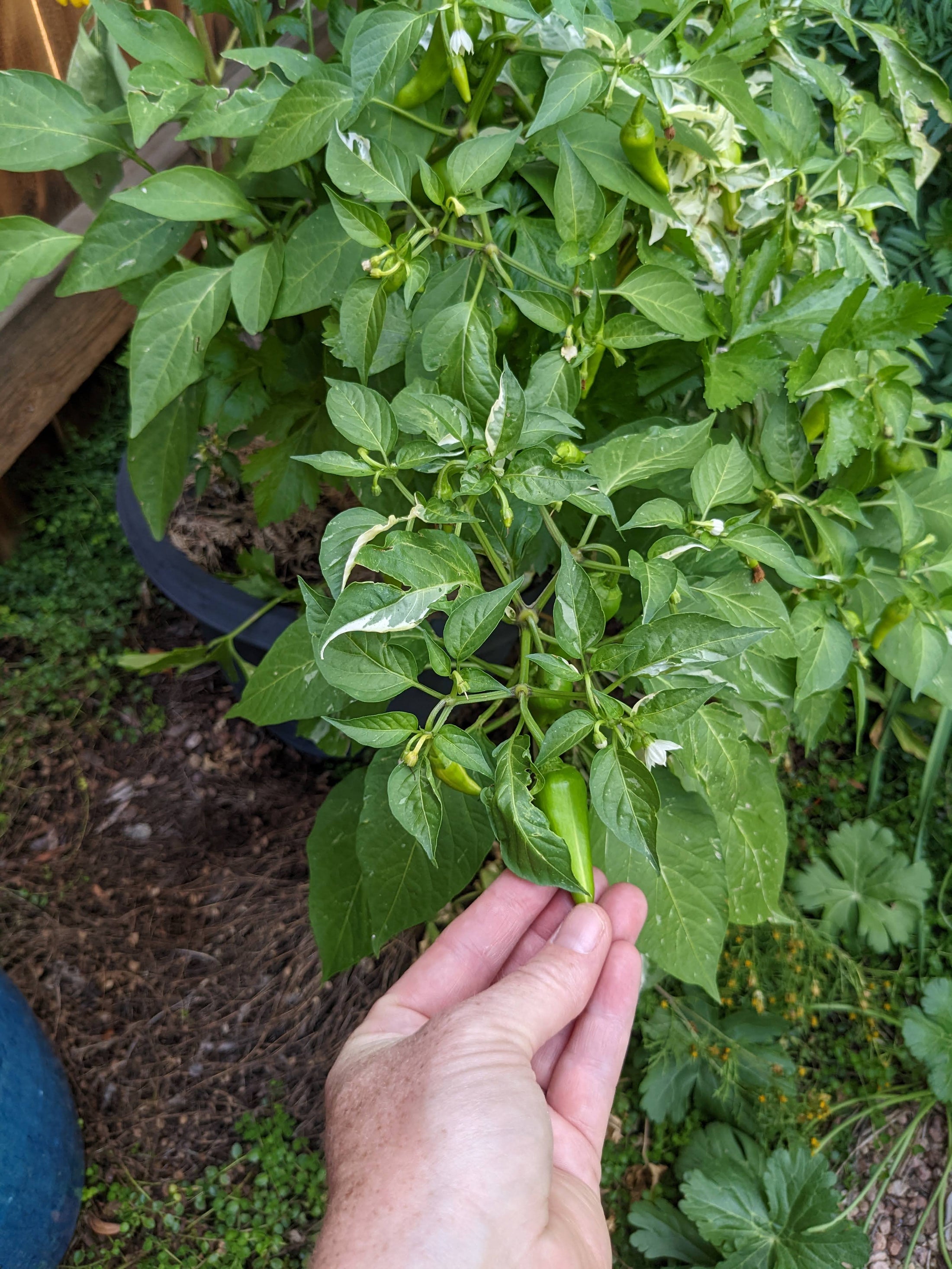 Fish Pepper Seeds - Unique Variegated Peppers - Heirloom Variety ...