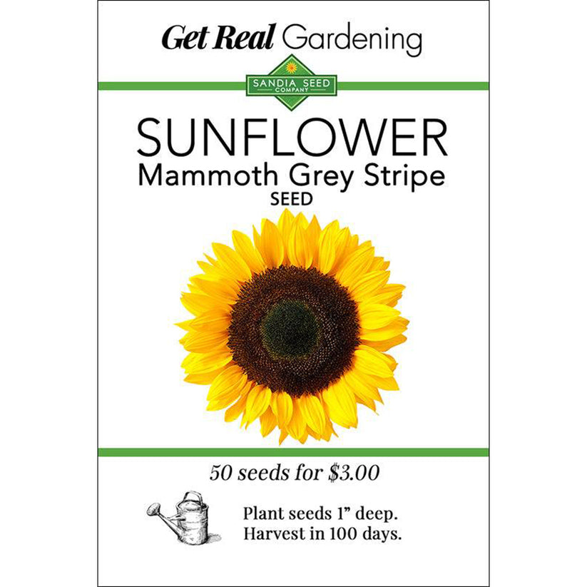 Sunflower - Mammoth Grey Stripe Seeds - Huge Flowers and Tall Plants ...
