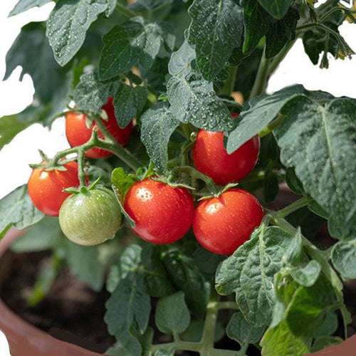 Tiny Tim Tomato Seeds - Red Tomatoes, Compact Plant, High Yield ...