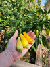 Jalapeño Jaloro Pepper Seeds - Disease Resistant and Medium Heat ...