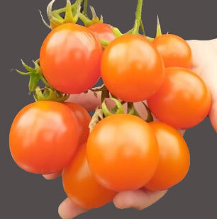Mini Orange Tomato Seeds – Sandia Seed Company