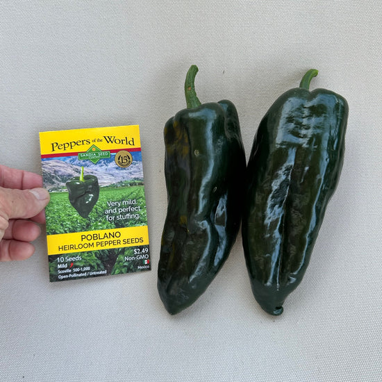 Poblano Pepper Seeds – Sandia Seed Company