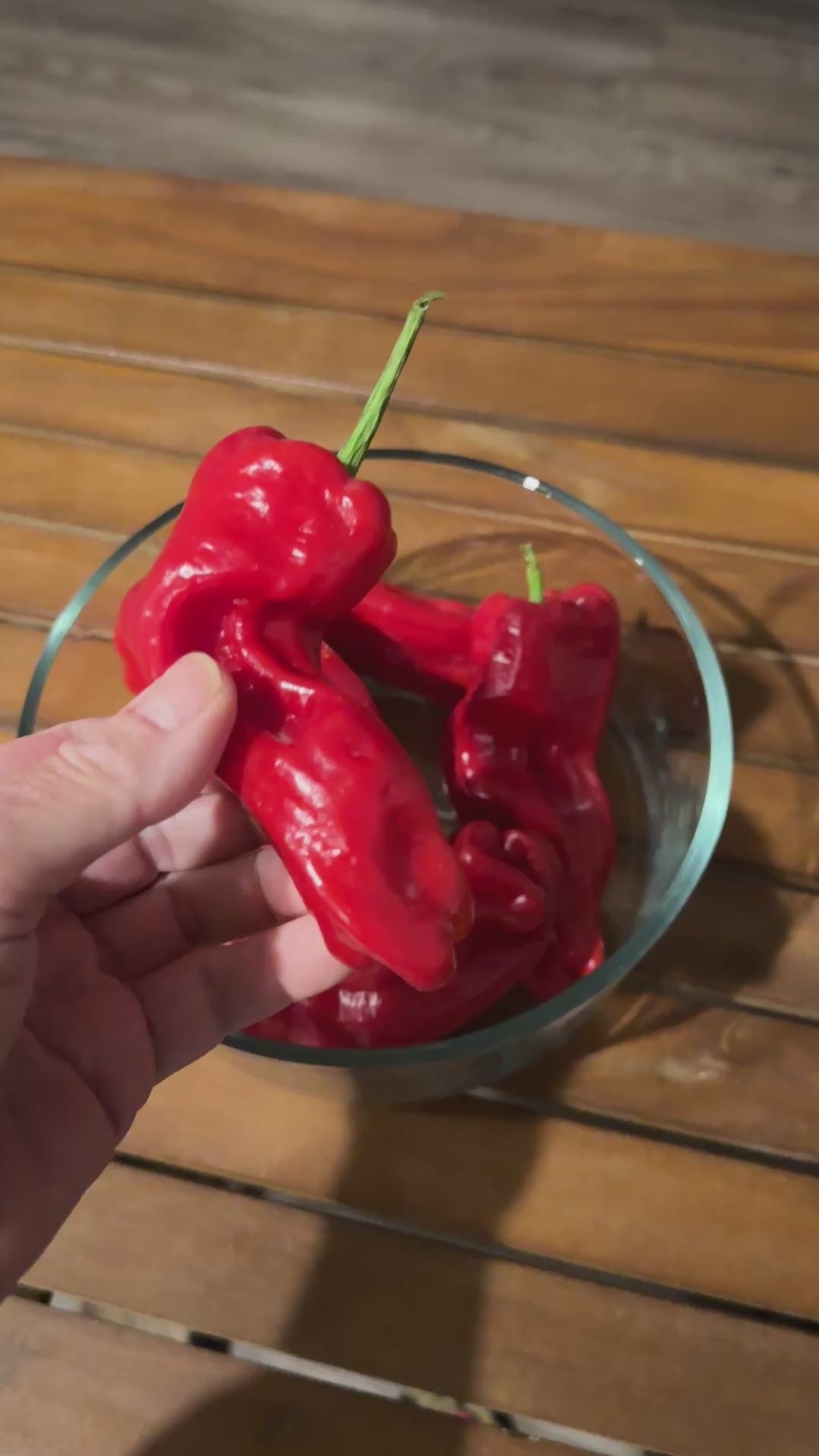 Aleppo Pepper Seeds - Grow Your Spice - GMO-Free, Hot Flavor – Sandia ...