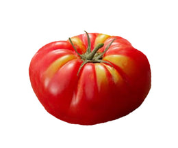 Tomato - Abe Lincoln Heirloom Seeds – Sandia Seed Company