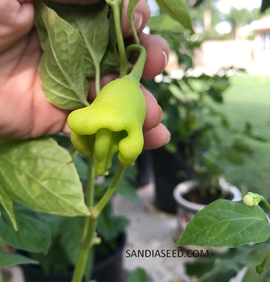Bishop Crown Seeds - Hot Red Pepper with Unique Shape – Sandia Seed Company