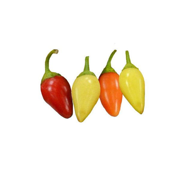 Cascabella Pepper Seeds – Sandia Seed Company