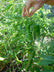 Chimayo Chile Seeds - Heirloom Flavor - Medium Heat – Sandia Seed Company