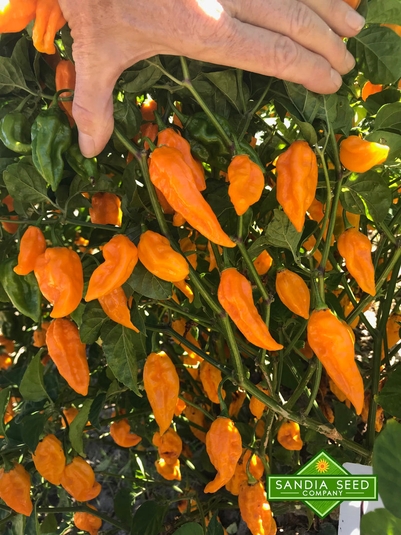 Fatalii Heirloom Pepper Seeds – Sandia Seed Company
