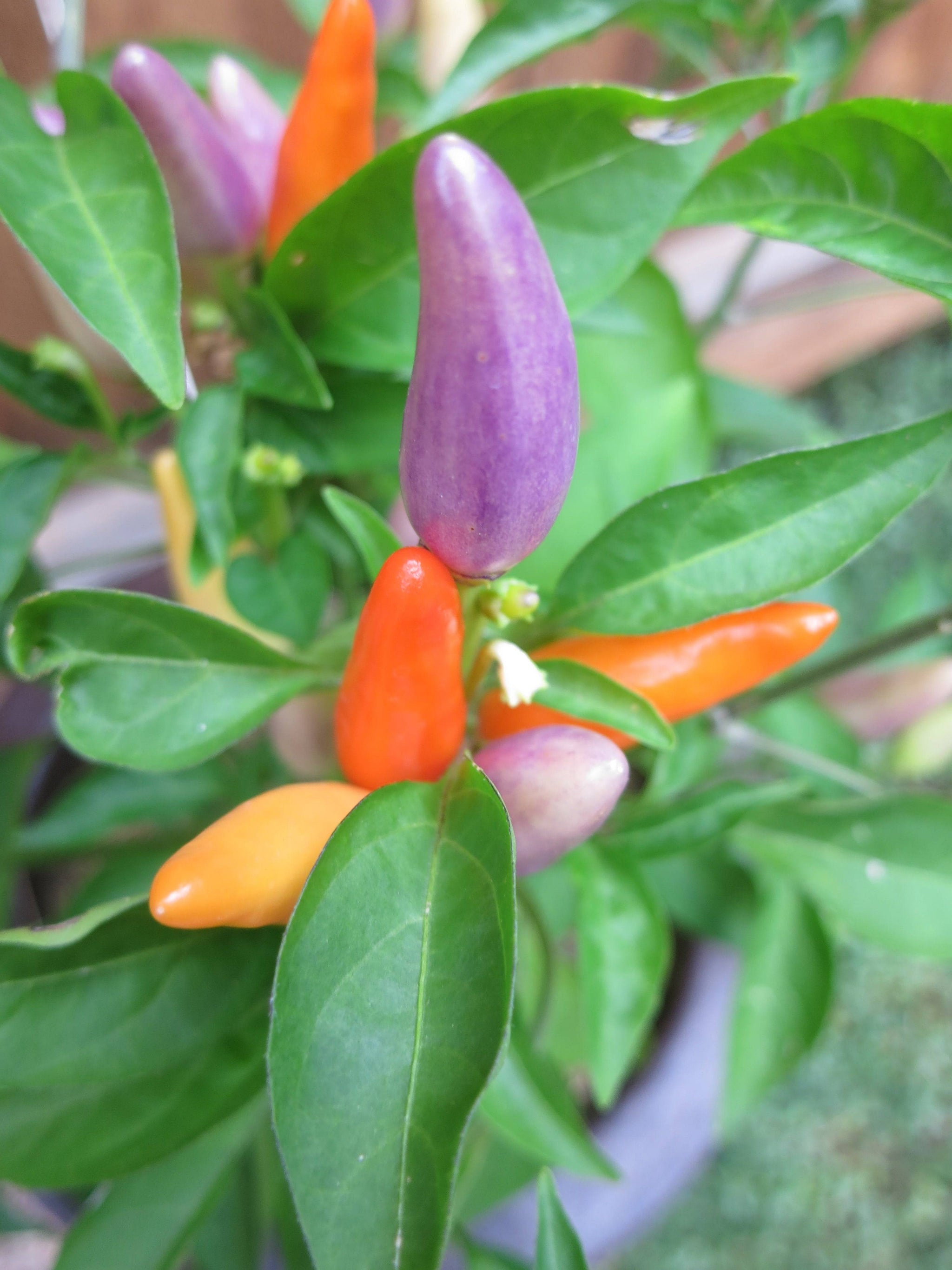 Easter Ornamental NuMex Pepper Seeds – Sandia Seed Company