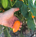 Mini Orange Pepper Seeds - Sweet Snacking Size - Heirloom – Sandia Seed ...