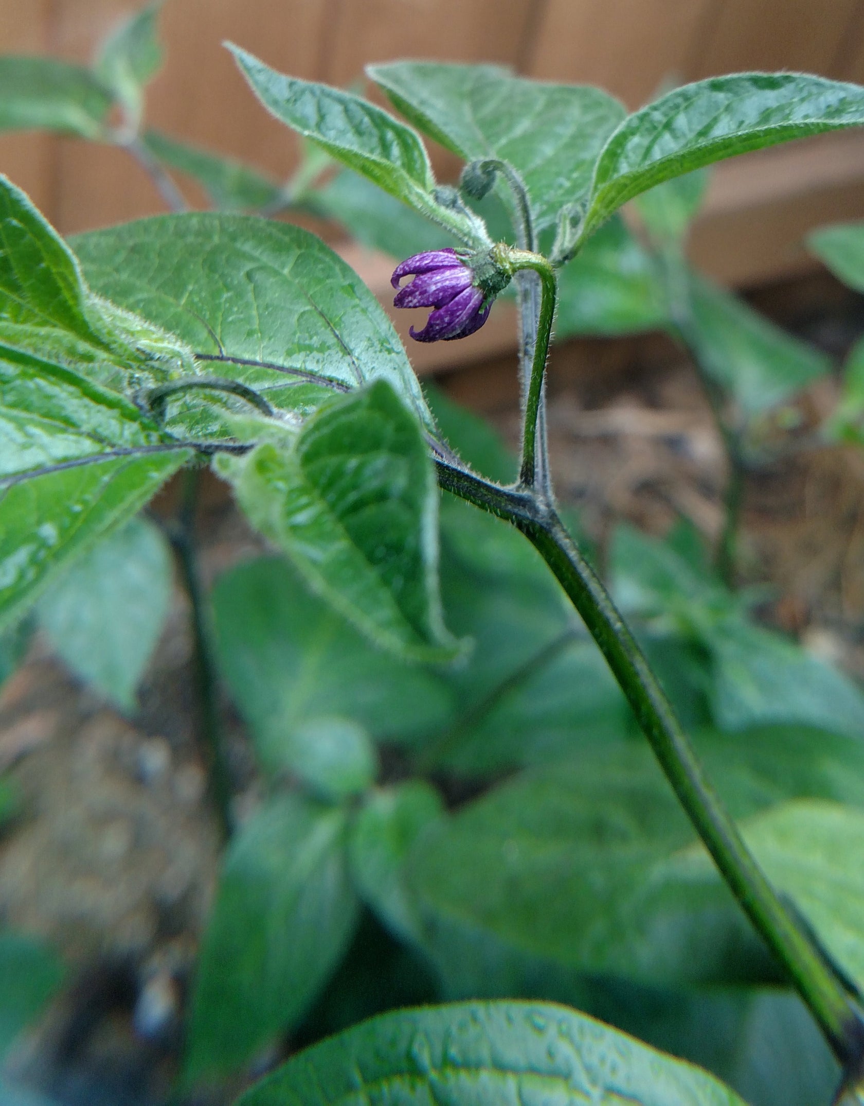 Manzano / Orange Rocoto - Heirloom Pepper Seeds – Sandia Seed Company