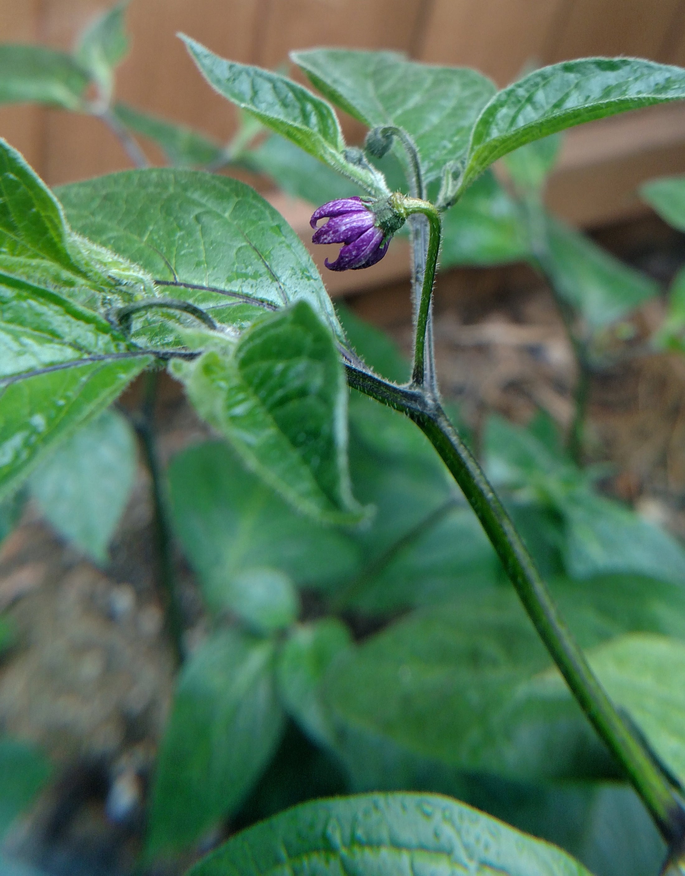 Manzano / Orange Rocoto - Heirloom Pepper Seeds – Sandia Seed Company