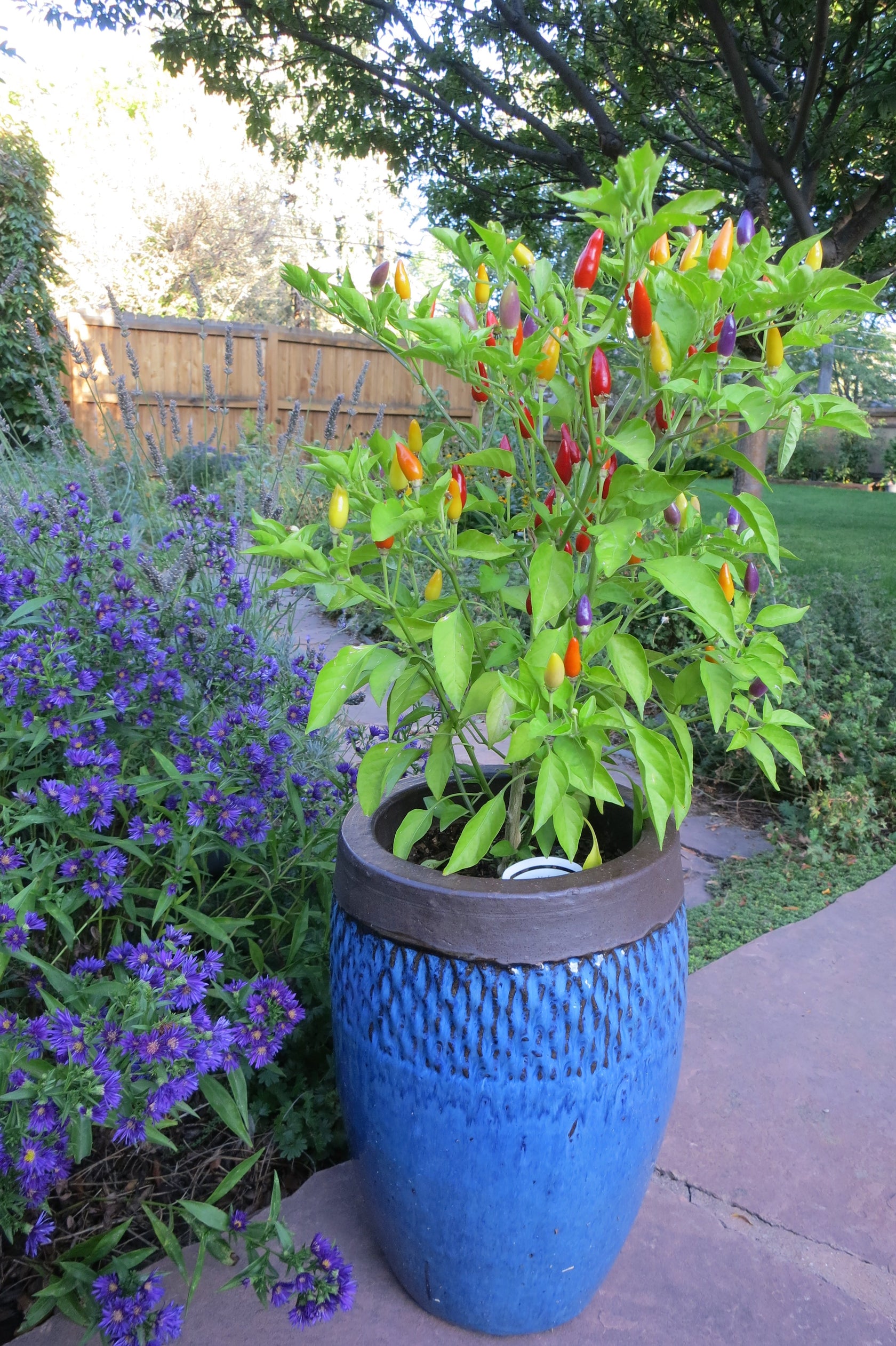 Twilight NuMex Pepper Seeds - Ornamental Colorful Display – Sandia Seed ...