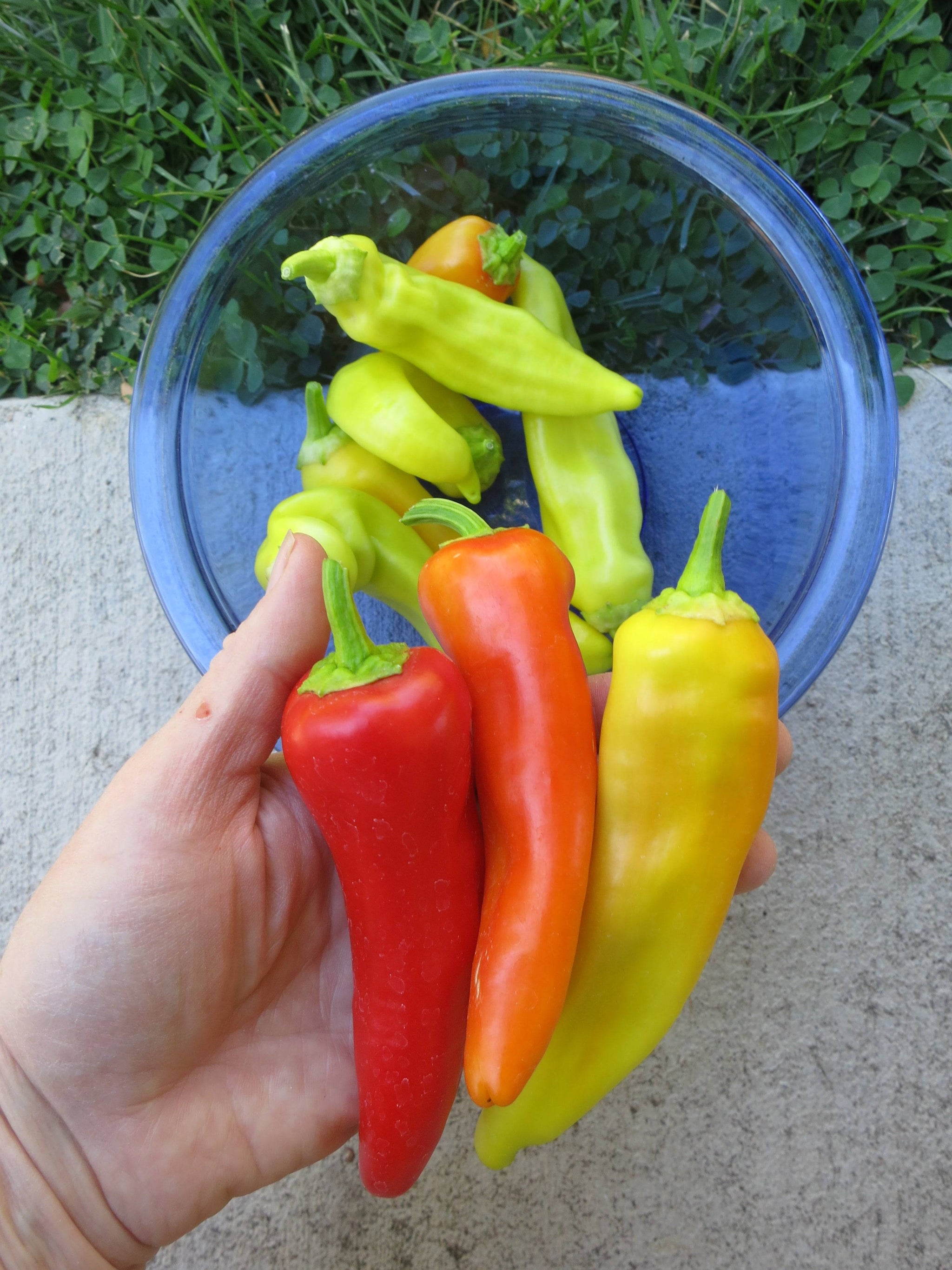 Hot Hungarian Wax Pepper Seeds – Sandia Seed Company