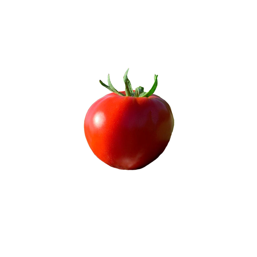 Tomato - Wisconsin 55 Heirloom Seeds – Sandia Seed Company