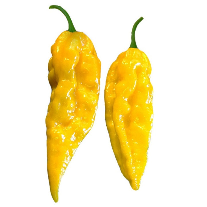 Hot Pepper Seeds, Yellow Brain Strain, Carolina Reaper, Bhut Jolokia ...