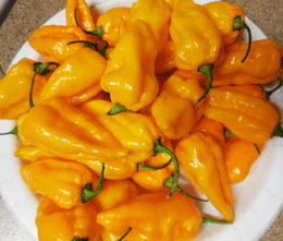 Devil's Tongue Pepper Seeds – Sandia Seed Company
