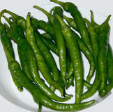 Fushimi Sweet Pepper Seeds – Sandia Seed Company