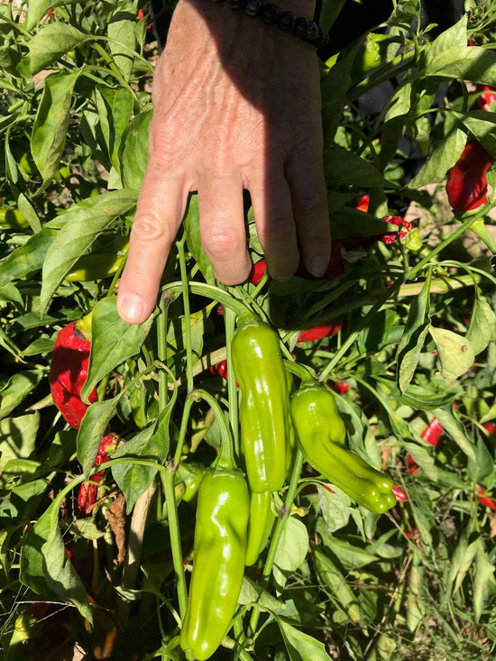 Chef's Sweet Pepper 3-Pack: Padron, Paprika and Pepperoncini Seeds - 1 ...