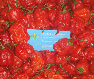 Carolina Reaper Seeds – Sandia Seed Company